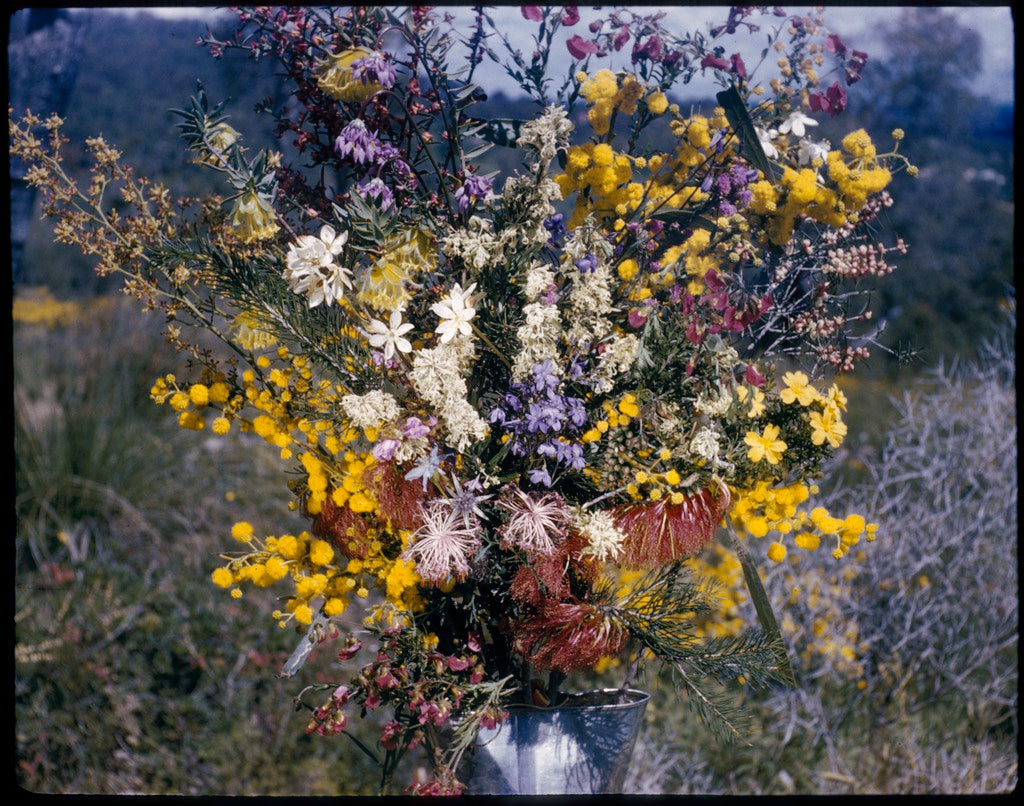 Talking Flowers and Flowers That Talk: Plant Communication From Florio ...